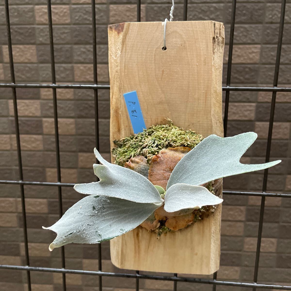 Yahoo!オークション - ビカクシダ P.E1