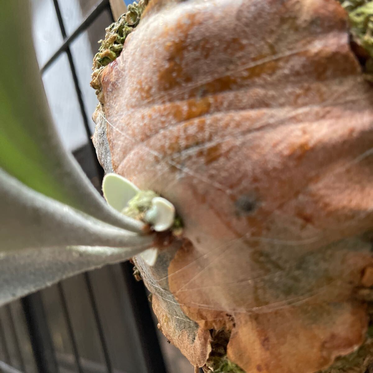 Yahoo!オークション - ビカクシダ P.E1