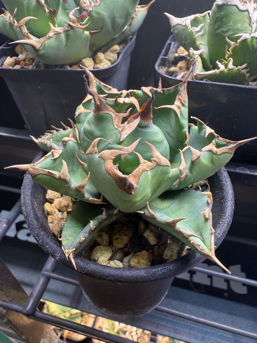 Yahoo!オークション - アガベ オテロイ姫厳龍 cj産 SAD 清櫻 fo76 白鯨