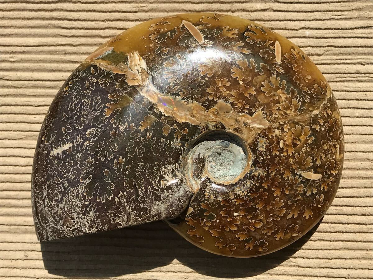 マダガスカル産直輸入、縫合線の浮き出るアンモナイト化石 11.5 マダガスカル産直輸入、縫合線の浮き出るアンモナイト化石 11.5