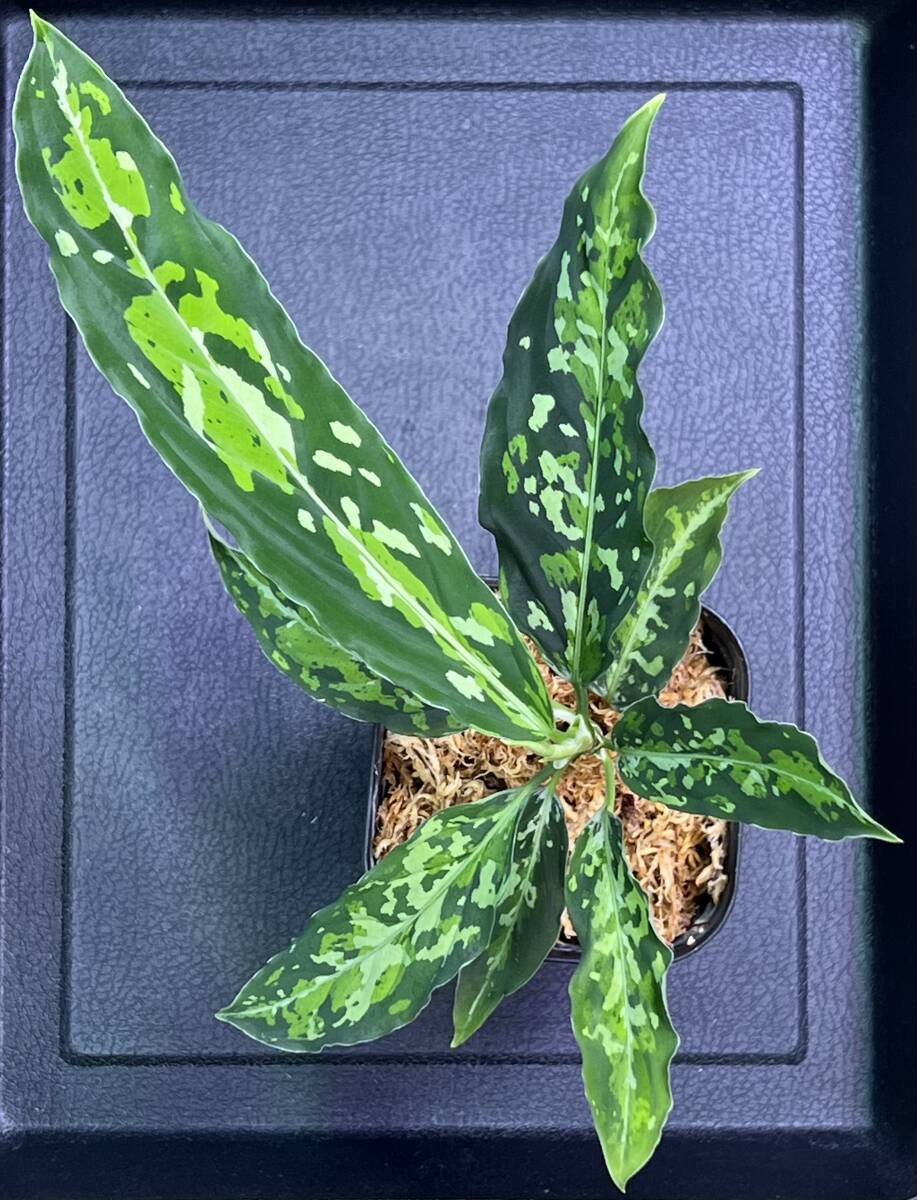Yahoo!オークション - Aglaonema pictum SG from sibolga timur【AZ061...
