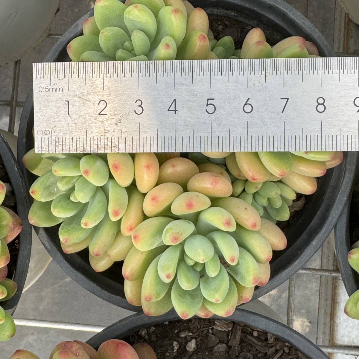 Yahoo!オークション - 30株 Q674多肉植物 エケベリア シャングリラ サ...