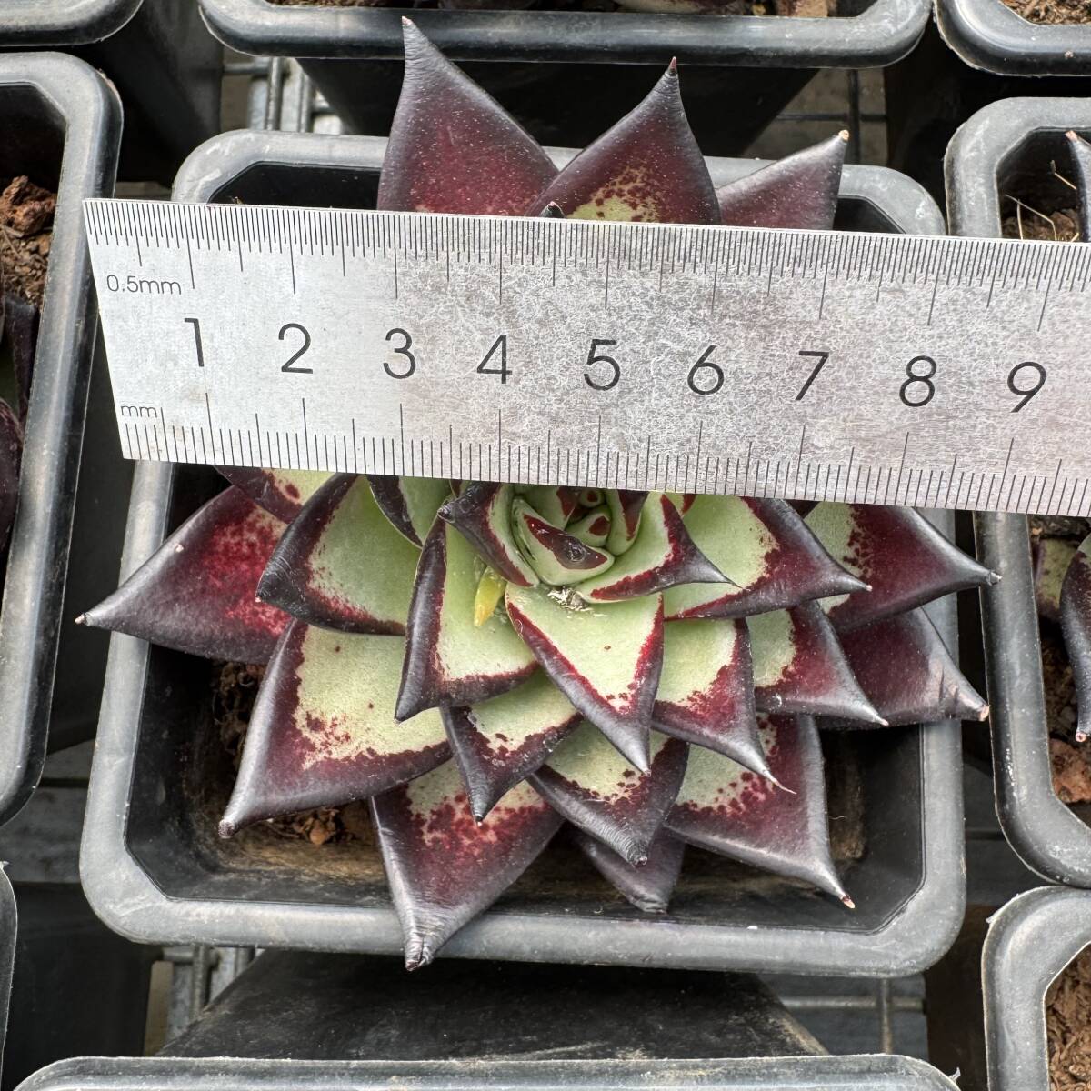 24株 X516多肉植物 エケベリア 黑檀 エボニー サボテン 観葉植物 24株 X516多肉植物 エケベリア 黑檀 エボニー サボテン 観葉植物
