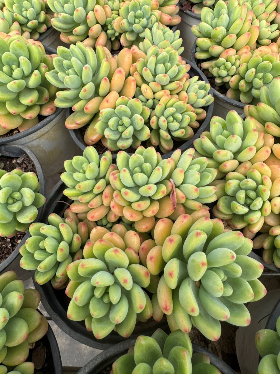 Yahoo!オークション - 30株 Q674多肉植物 エケベリア シャングリラ サ...