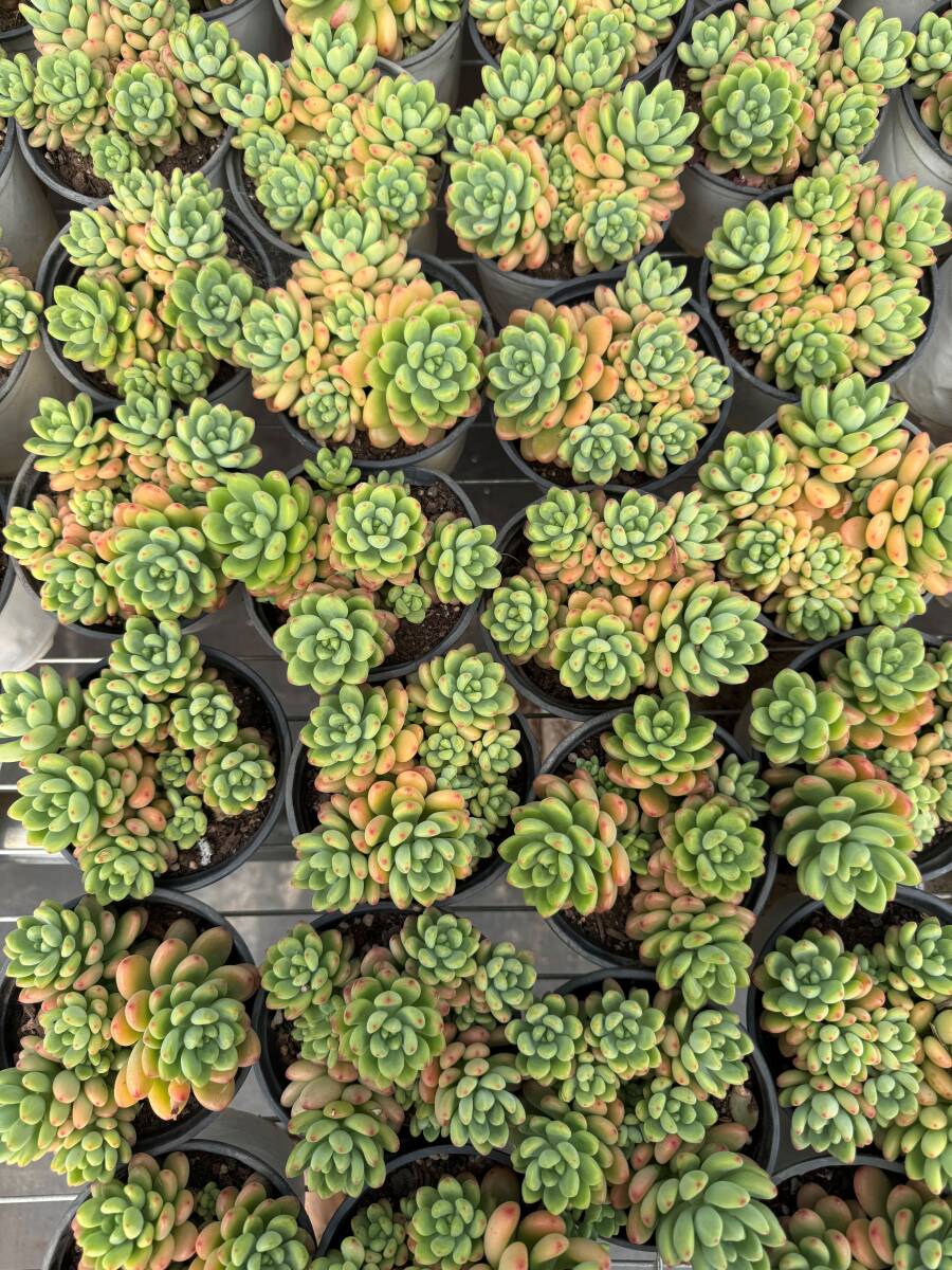 Yahoo!オークション - 30株 Q674多肉植物 エケベリア シャングリラ サ...