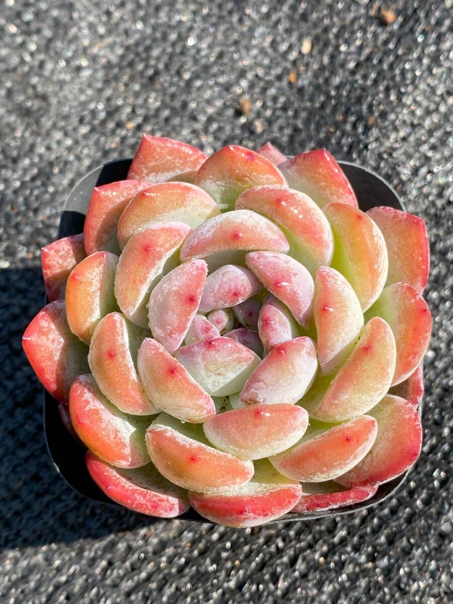 Yahoo!オークション - 40株 Y645多肉植物 エケベリア オールスター サ...