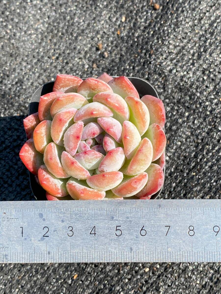 Yahoo!オークション - 40株 Y645多肉植物 エケベリア オールスター サ...