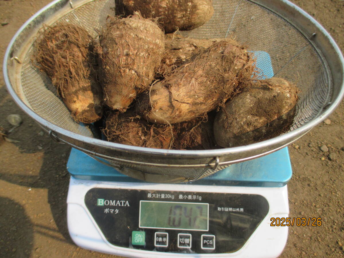 Yahoo!オークション - 埼玉県産 里芋 種芋 土垂 1kg（12個前後）即決...
