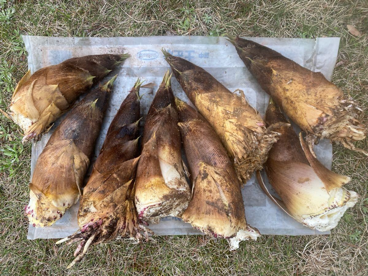 Yahoo!オークション - 4/14収穫 当日発送 タケノコ たけのこ 筍 約3kg