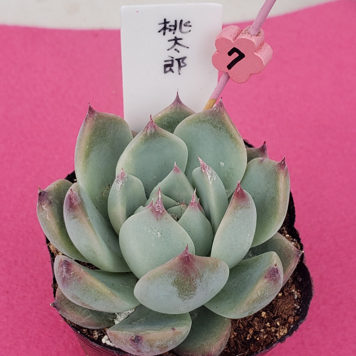 Yahoo!オークション - 多肉植物NO07. 桃太郎 6㎝ポット 韓国苗 抜き苗 ...