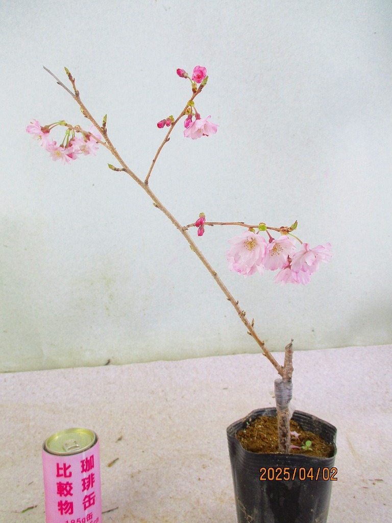 Yahoo!オークション - [緑の市場] 十月桜 4/2開花～花変化想定(4125)全...