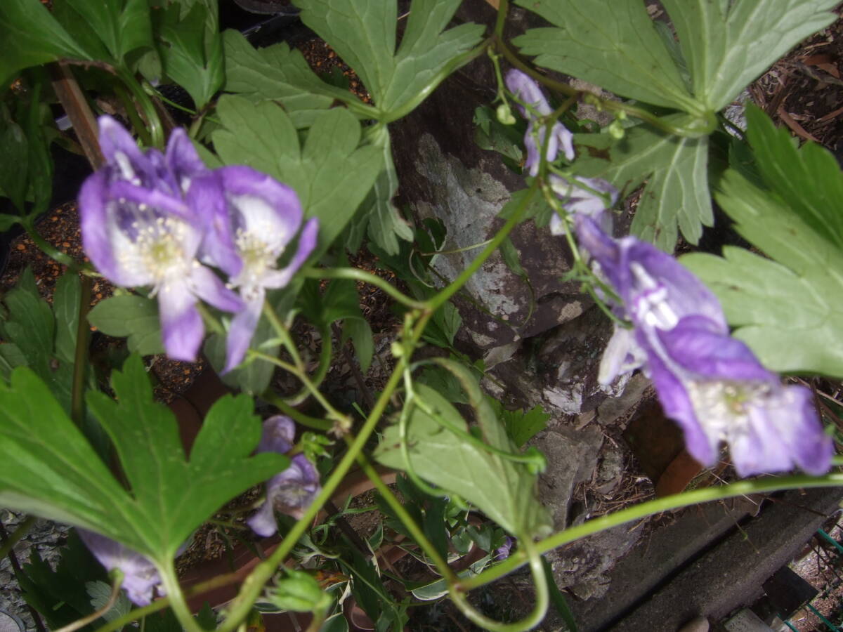 Yahoo!オークション - 苗 トリカブト 2株 紫