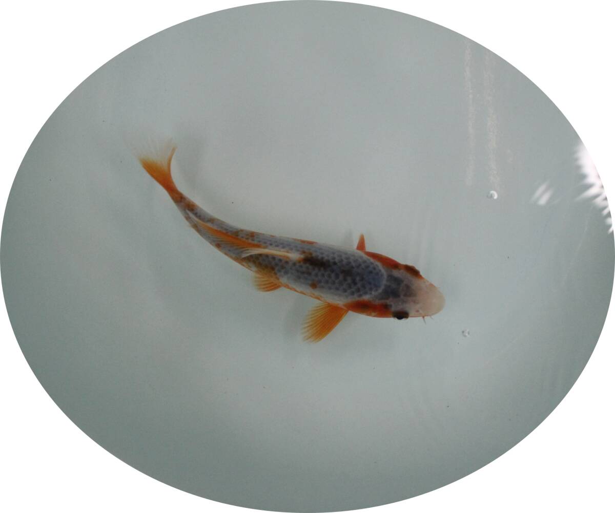 Yahoo!オークション - 【KHF】 錦鯉 浅黄 約16Cm 青木養鯉場産...