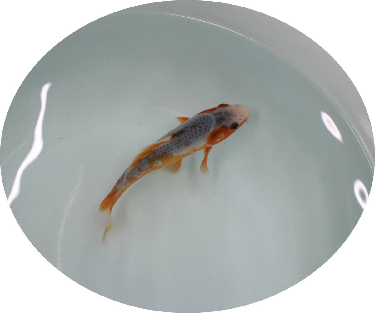 Yahoo!オークション - 【KHF】 錦鯉 浅黄 約16Cm 青木養鯉場産...