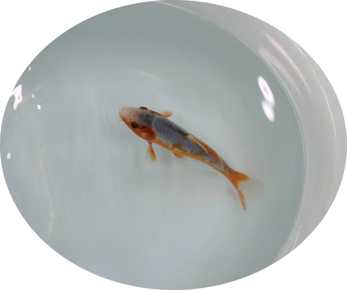 Yahoo!オークション - 【KHF】 錦鯉 浅黄 約16Cm 青木養鯉場産...