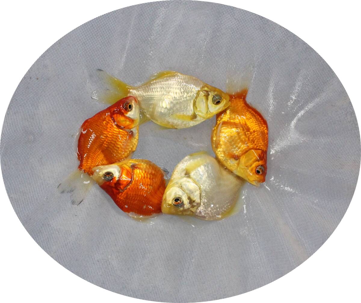 Yahoo!オークション - 【KHF】 金魚 玉サバ 当歳魚 約7～9Cm 5...