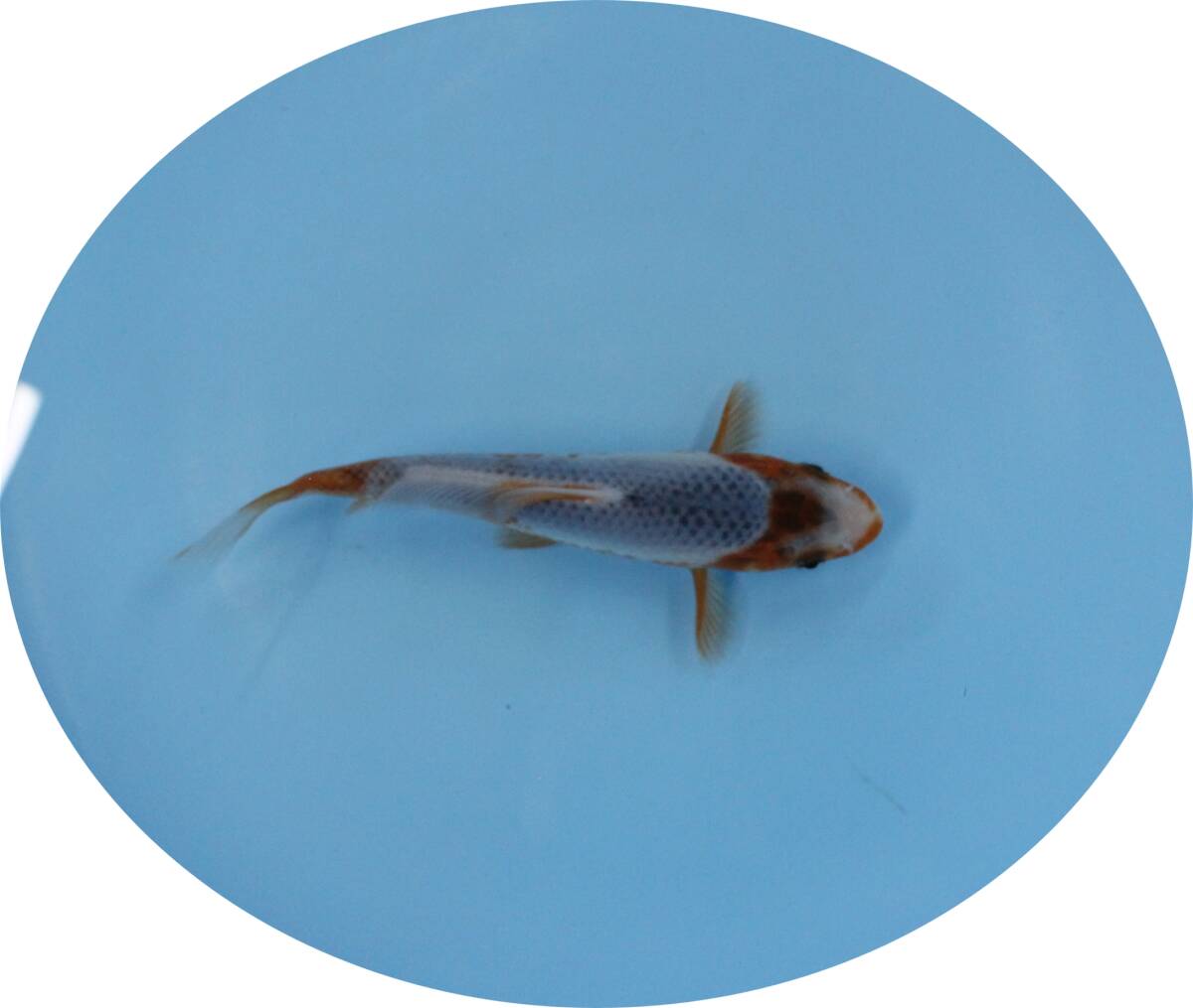 Yahoo!オークション - 【KHF】 錦鯉 浅黄 約16Cm 青木養鯉場産...