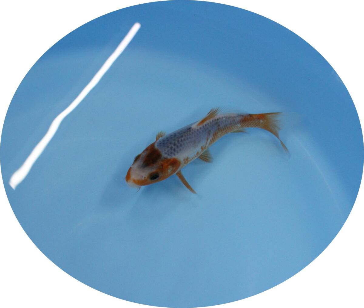 Yahoo!オークション - 【KHF】 錦鯉 浅黄 約16Cm 青木養鯉場産...