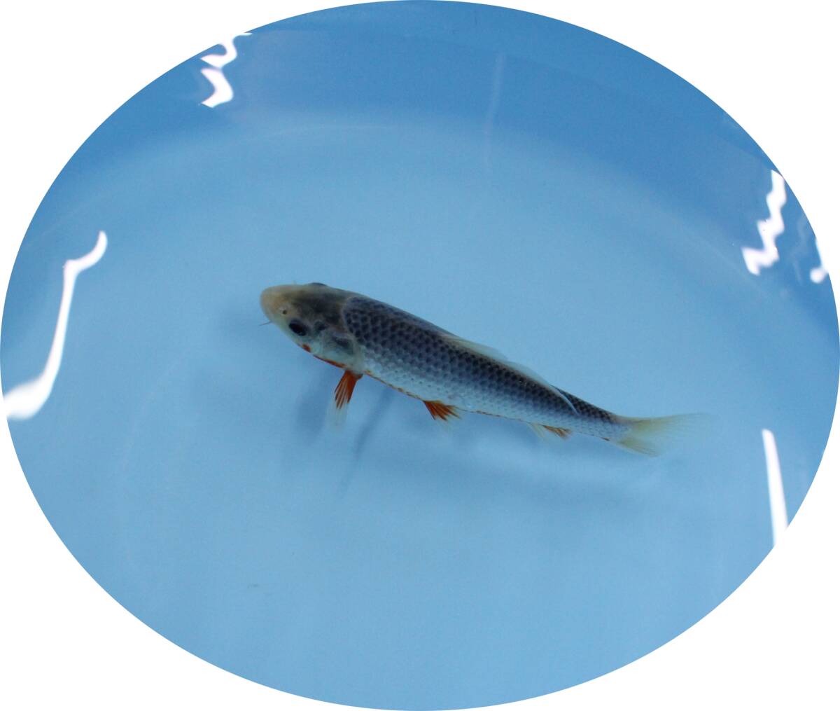 Yahoo!オークション - 【KHF】 錦鯉 浅黄 約16Cm 青木養鯉場産...