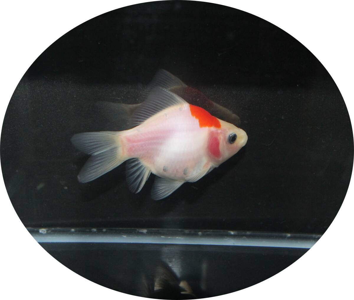 Yahoo!オークション - 【KHF】 金魚 玉サバ 当歳魚 約9Cm 青木養...