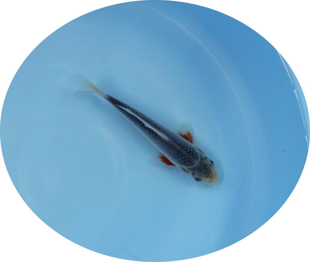 Yahoo!オークション - 【KHF】 錦鯉 浅黄 約16Cm 青木養鯉場産...