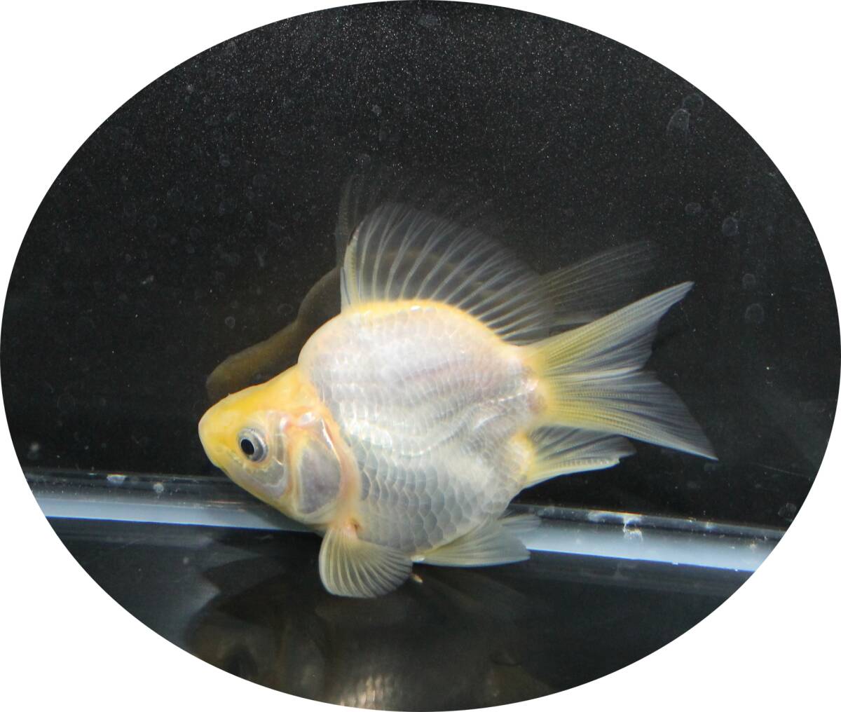 Yahoo!オークション - 【KHF】 金魚 玉サバ 当歳魚 約9Cm 青木養...