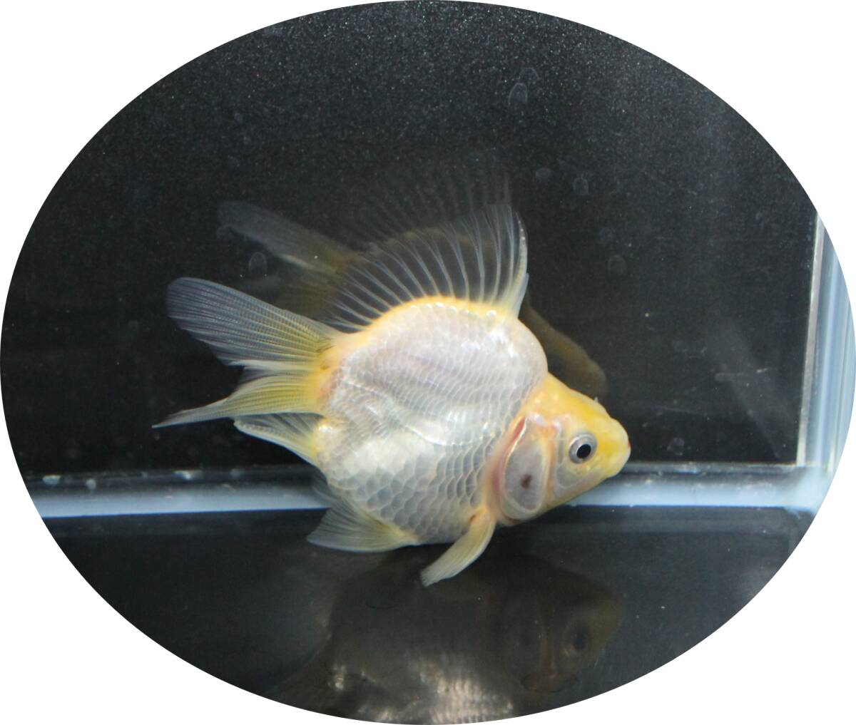 Yahoo!オークション - 【KHF】 金魚 玉サバ 当歳魚 約9Cm 青木養...