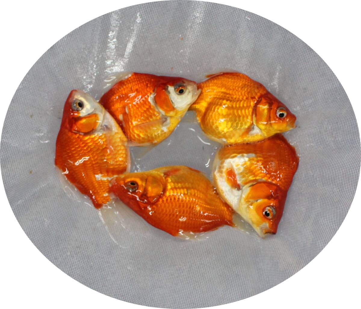 Yahoo!オークション - 【KHF】 金魚 玉サバ 当歳魚 約8～9Cm 5...