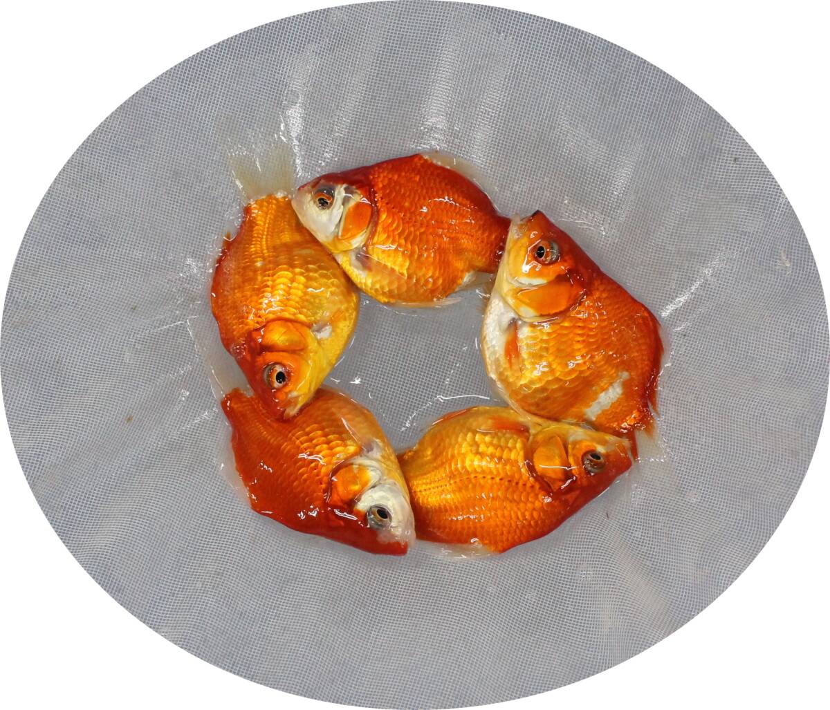 Yahoo!オークション - 【KHF】 金魚 玉サバ 当歳魚 約8～9Cm 5...