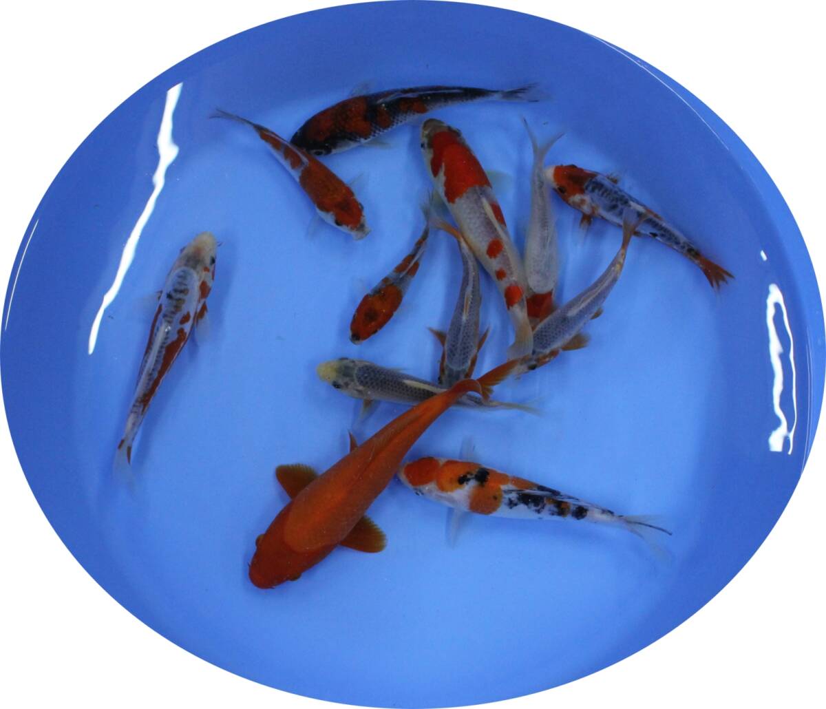 Yahoo!オークション - 【KHF】 錦鯉（公園池 釣り堀 イベント用等々...