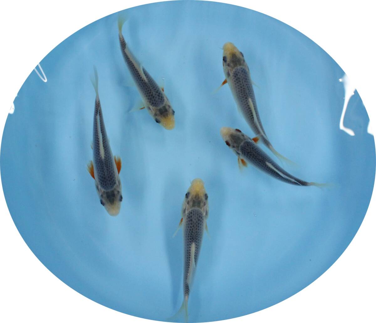 Yahoo!オークション - 【KHF】 錦鯉 浅黄 約14～16Cm 5セッ...