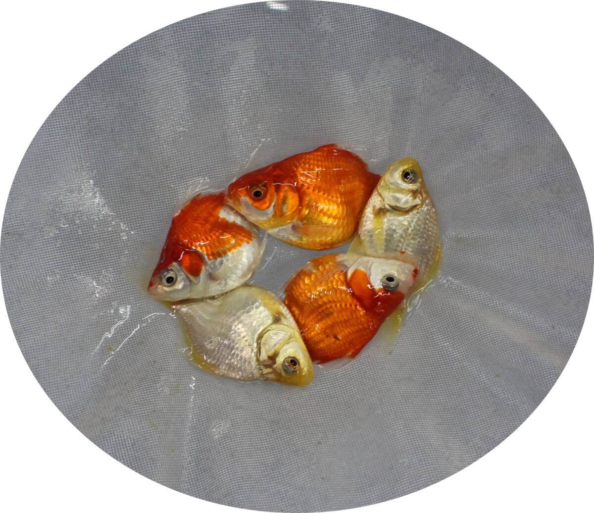 Yahoo!オークション - 【KHF】 金魚 玉サバ 当歳魚 約6～7Cm 5...