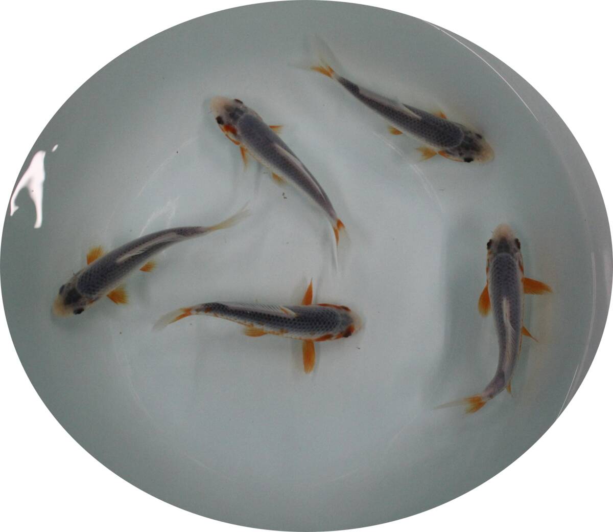 Yahoo!オークション - 【KHF】 錦鯉 浅黄 約14Cm 5セット 青木...