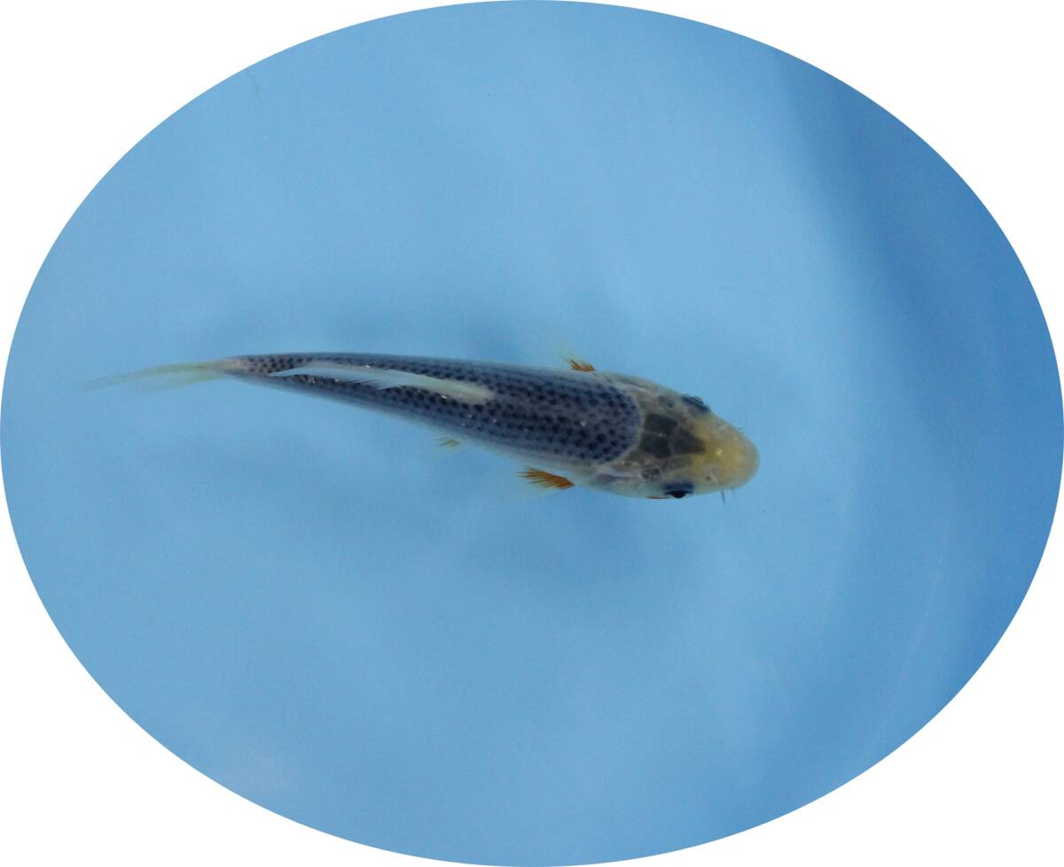 Yahoo!オークション - 【KHF】 錦鯉 浅黄 約17Cm 青木養鯉場産...