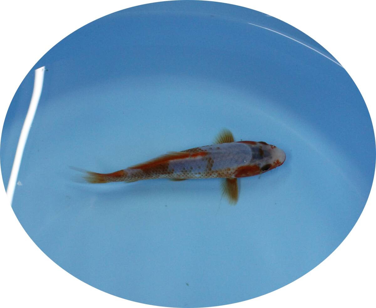 Yahoo!オークション - 【KHF】 錦鯉 浅黄 約16Cm 青木養鯉場産...