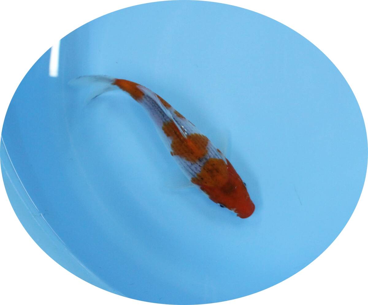 Yahoo!オークション - 【KHF】 錦鯉 五色 約18Cm 青木養鯉場産...