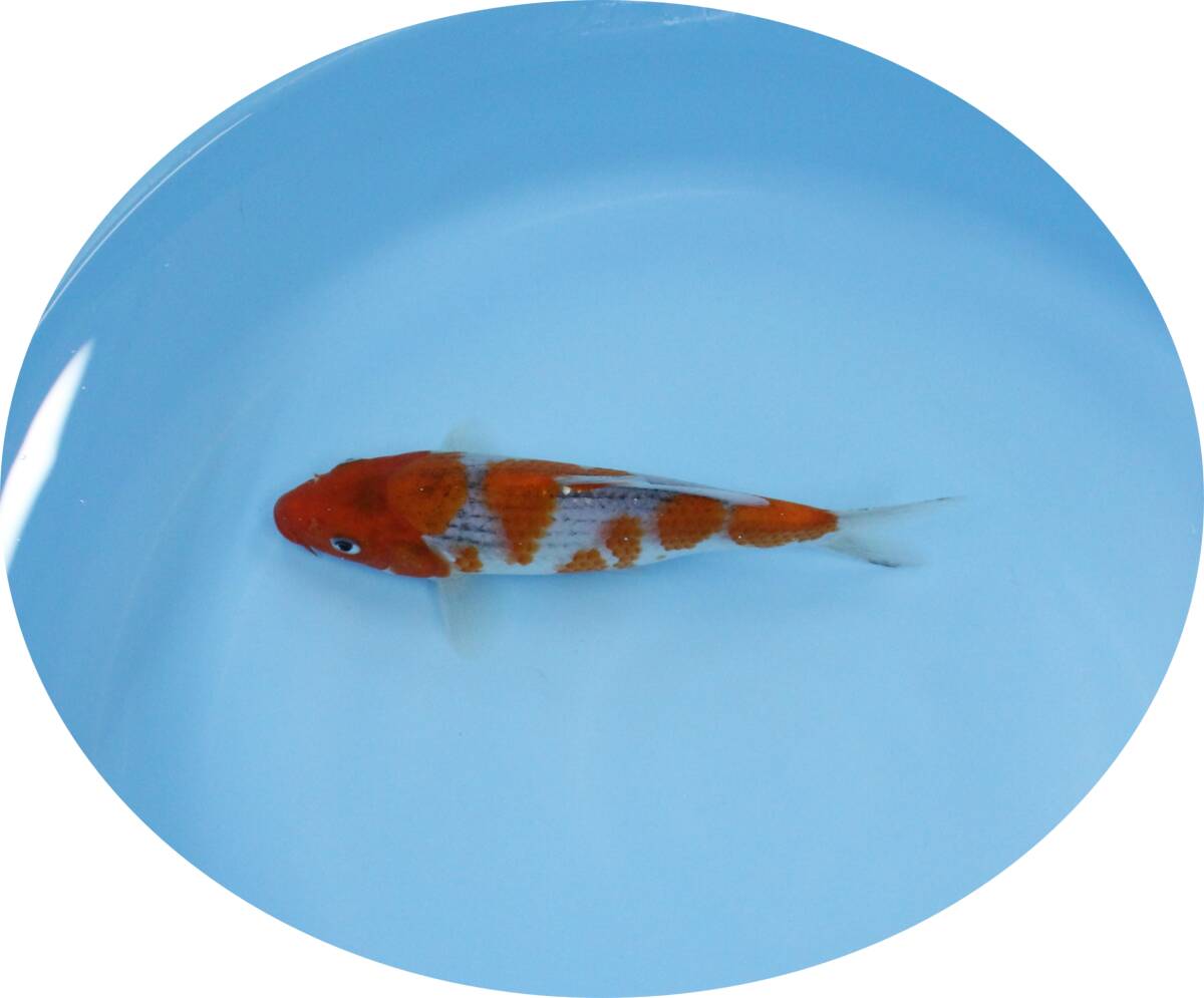 Yahoo!オークション - 【KHF】 錦鯉 五色 約18Cm 青木養鯉場産...