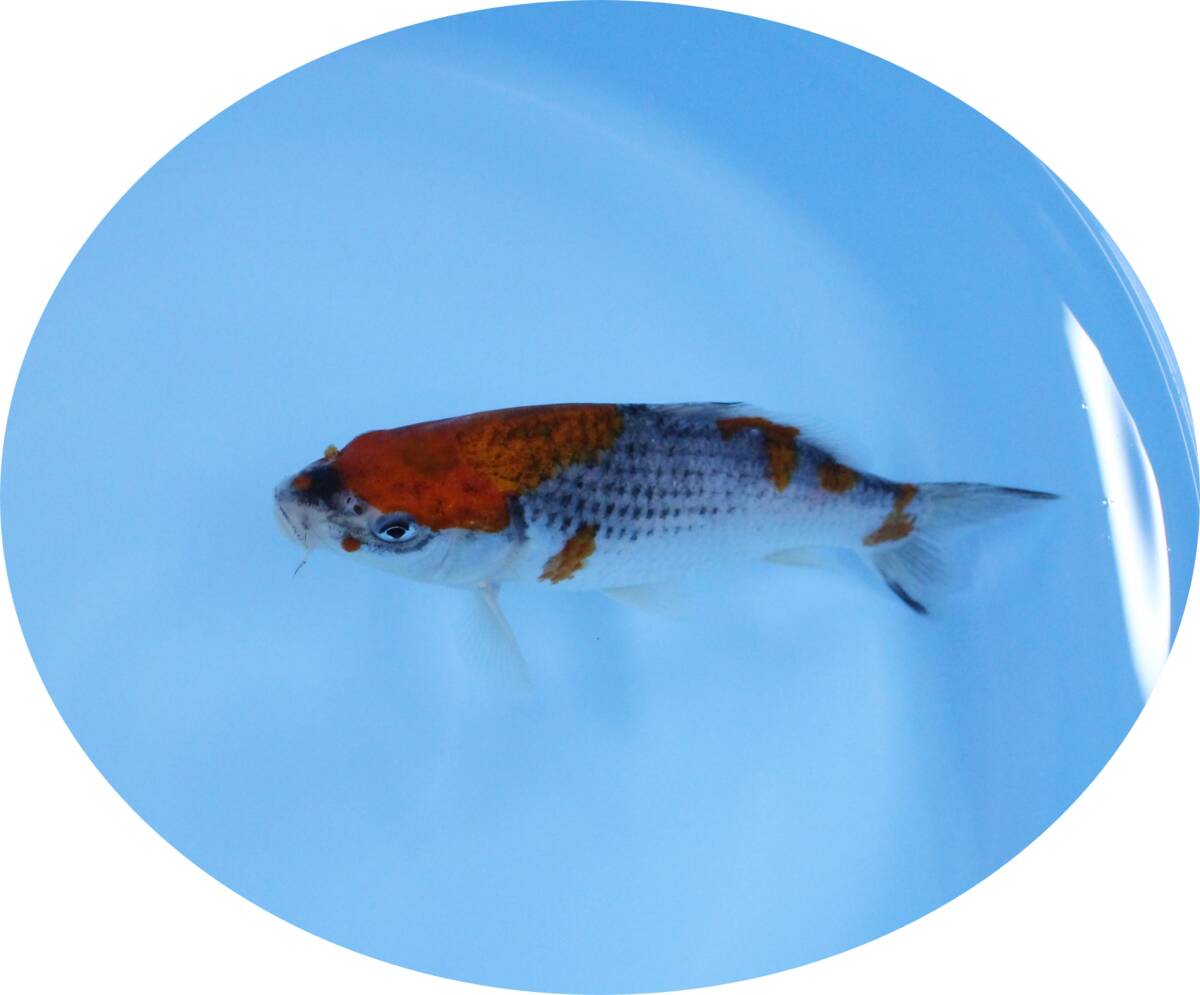 Yahoo!オークション - 【KHF】 錦鯉 五色 約18Cm 青木養鯉場産...