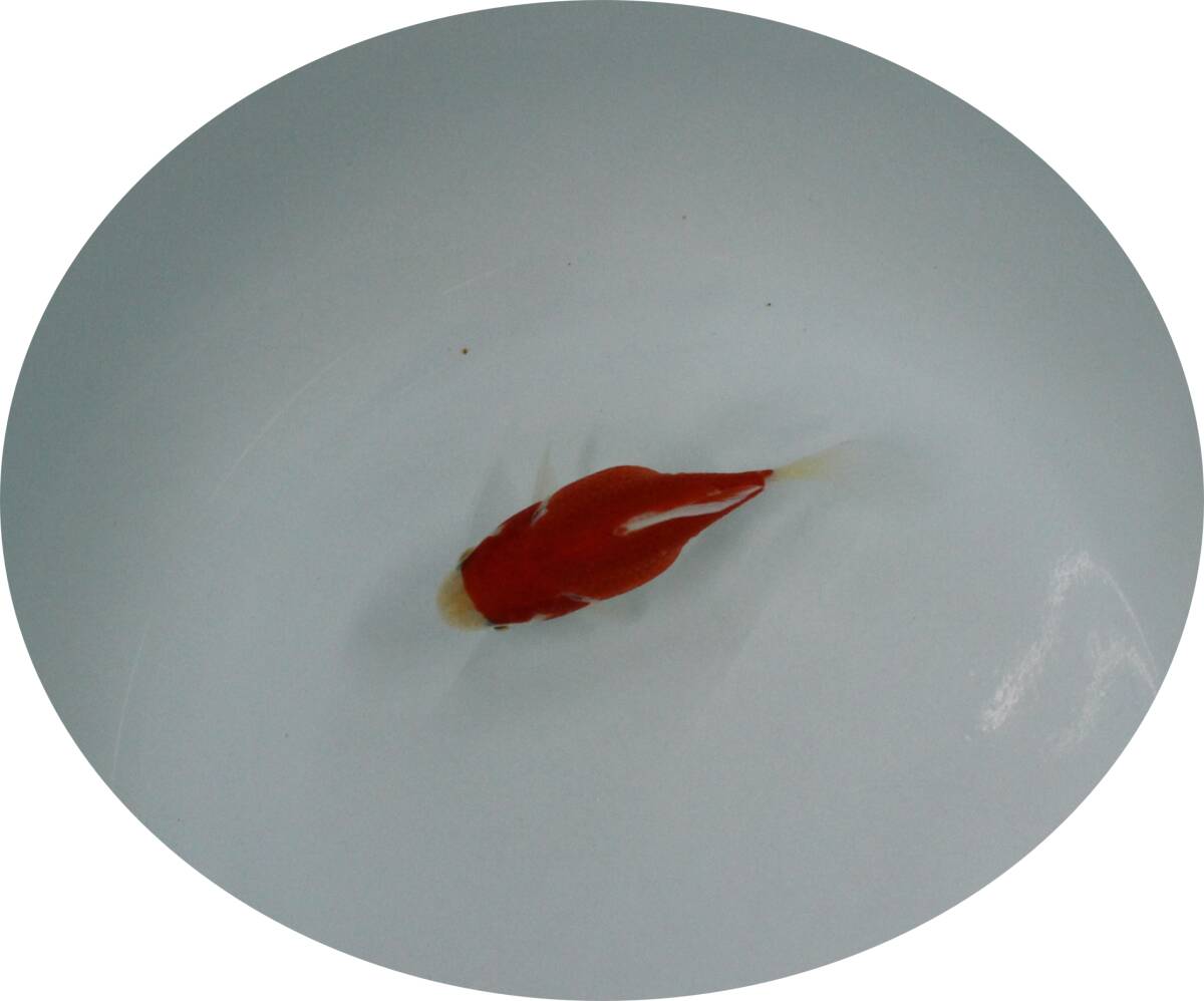 Yahoo!オークション - 【KHF】 金魚 玉サバ 当歳魚 約9Cm 青木養...