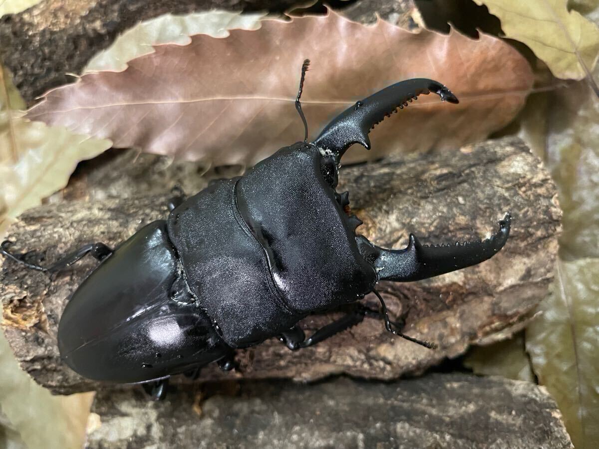 Yahoo!オークション - ♂104.2mm 単品 kuni パラワンオオヒラタ クワガ...