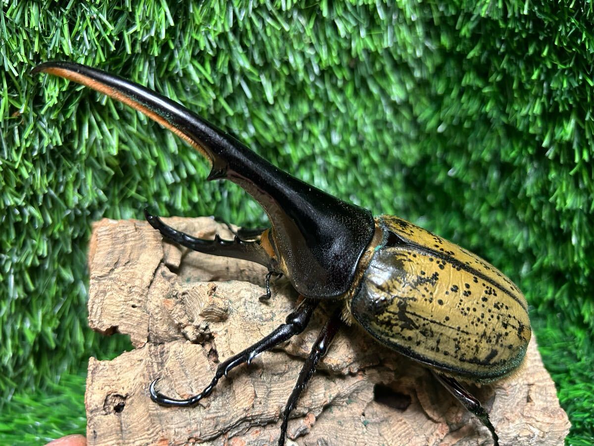 Yahoo!オークション - DHヘラクレス♂ 150mm