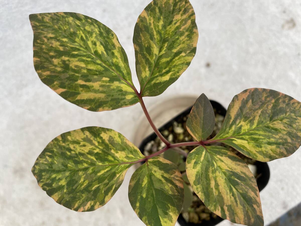 Yahoo!オークション - OM1 斑入り丸葉 小島峠産 交配ヤマシャクヤク...