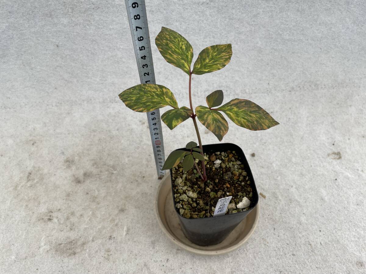 Yahoo!オークション - OM1 斑入り丸葉 小島峠産 交配ヤマシャクヤク...