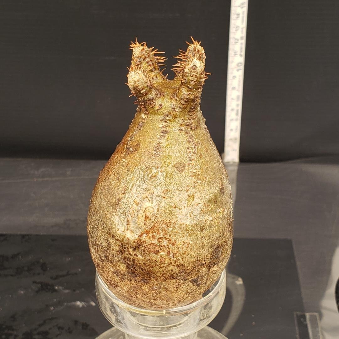 Yahoo!オークション - 7853 「評価値2万越え御礼企画開催」パキポディ...