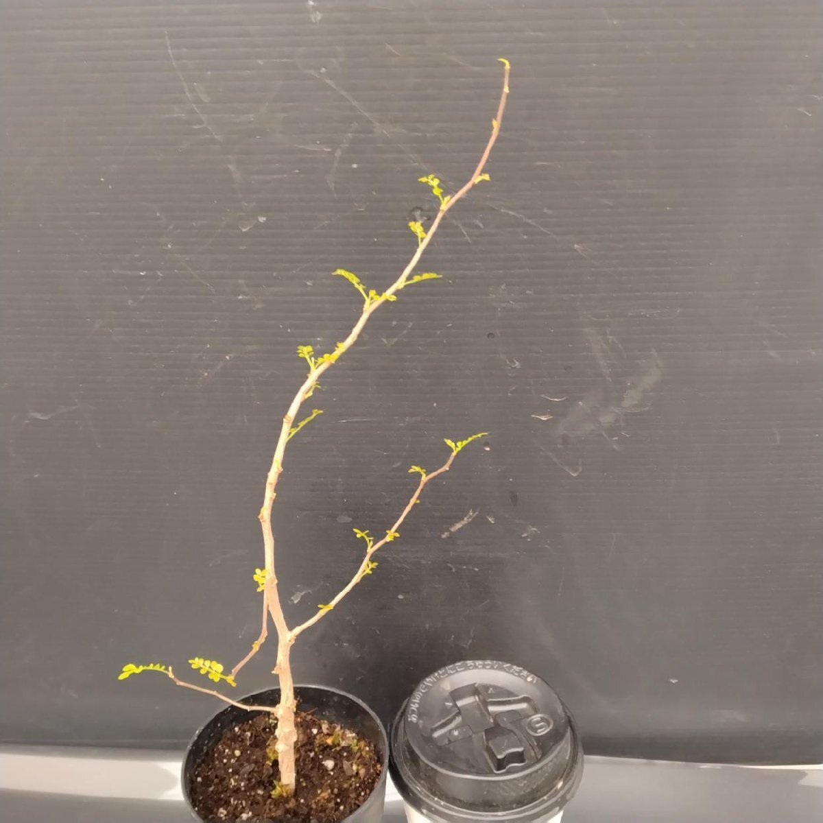 8602 評価値2万越え御礼企画開催 オペルクリカリア パキプス 植え 種から発芽 O.pachypus 塊根植物 葉落ちする(その他)｜売買されたオークション情報、yahooの商品情報を ...