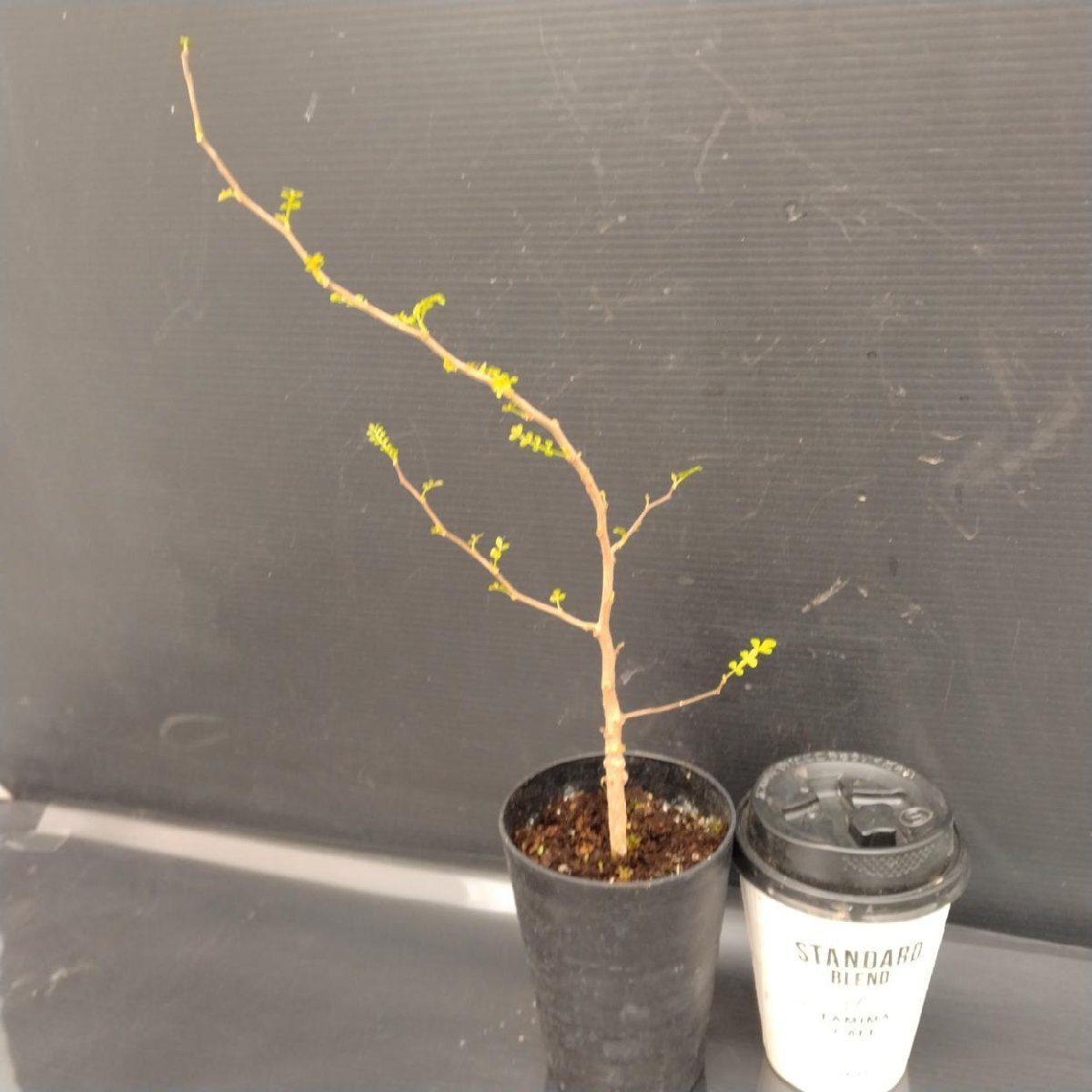 8602 評価値2万越え御礼企画開催 オペルクリカリア パキプス 植え 種から発芽 O.pachypus 塊根植物 葉落ちする(その他)｜売買されたオークション情報、yahooの商品情報を ...