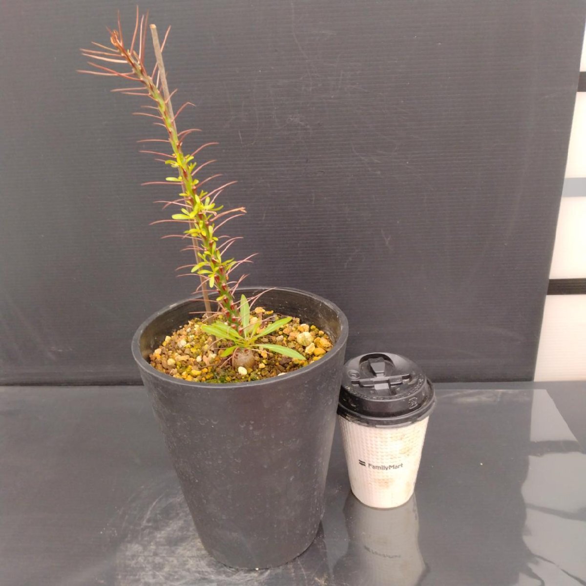 Yahoo!オークション - 2786 「実生」フォークイエリア プルプシー大【...