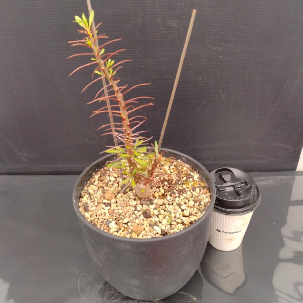 Yahoo!オークション - 2783 「実生」フォークイエリア プルプシー大【...