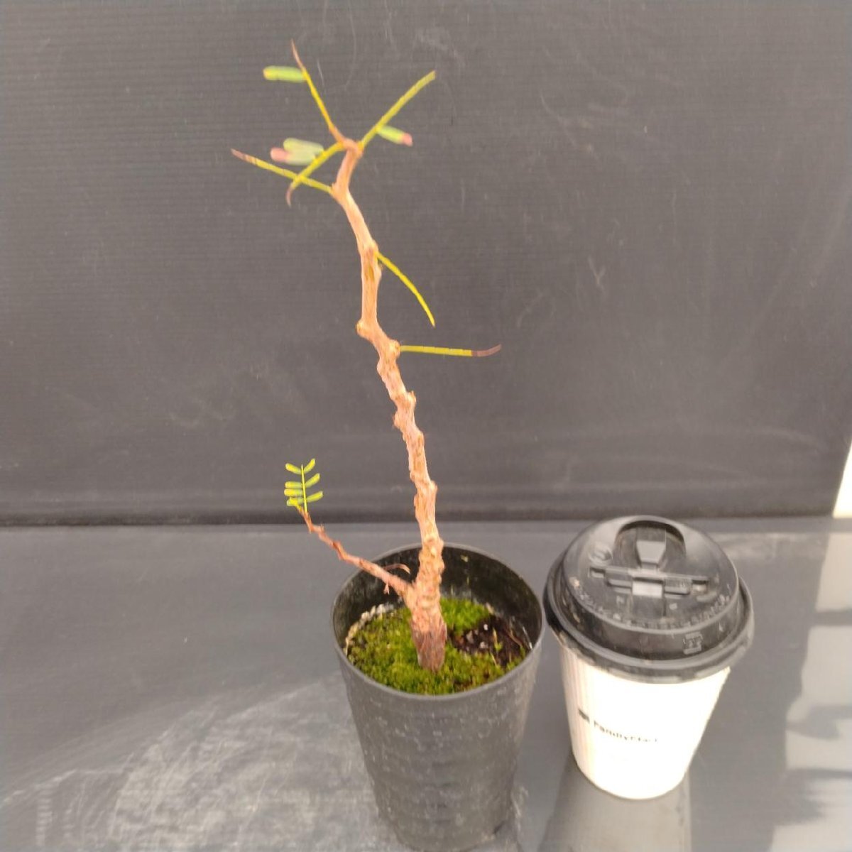 Yahoo!オークション - 2795 「実生」センナ メリディオナリス【種から...