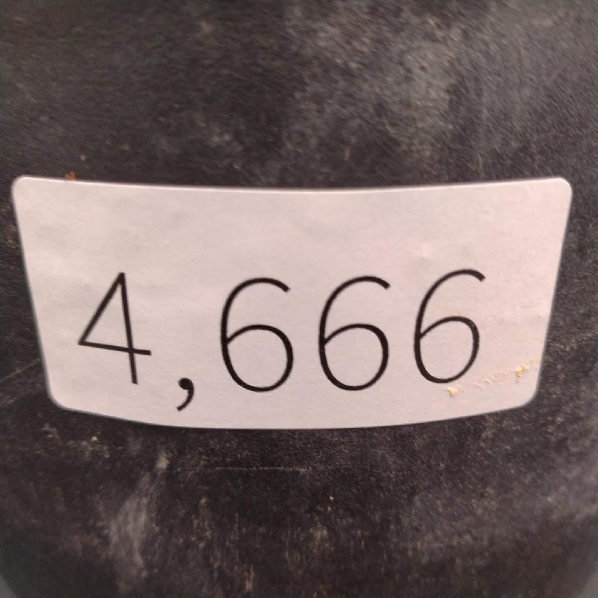 Yahoo!オークション - 4666 「実生」センナ メリディオナリス大【・発...